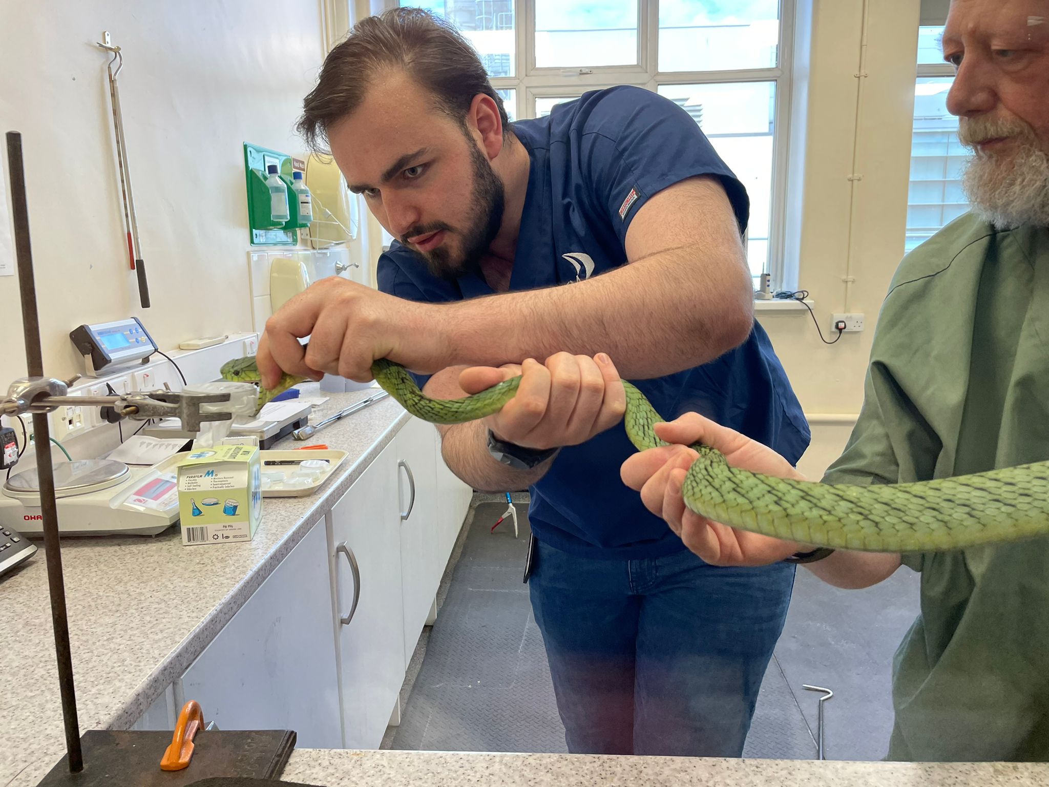 A look inside Liverpool School of Tropical Medicine: Snakebite ...