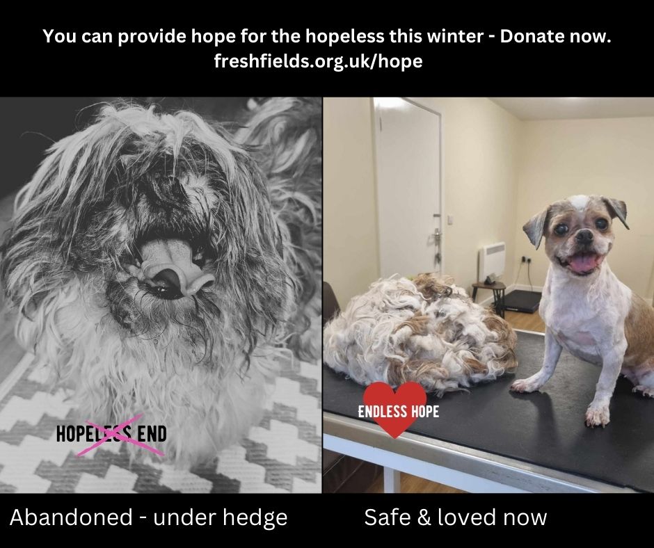 Hope for the Hopeless - Freshfields Animal Rescue Appeal - Liverpool ...